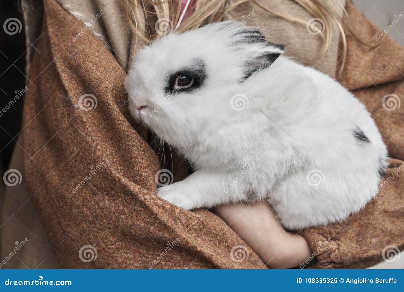 White Rabbit in a Girl`s Arms Stock Image - Image of furry, portrait ...
