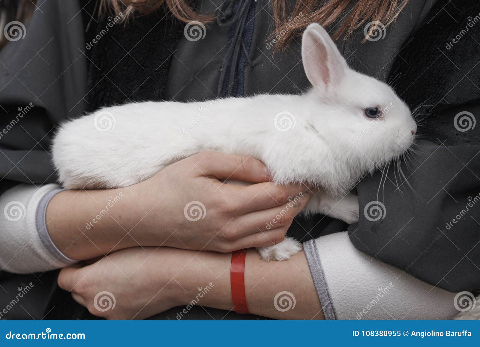 White Rabbit in a Girl`s Arms Stock Image - Image of funny, nature ...