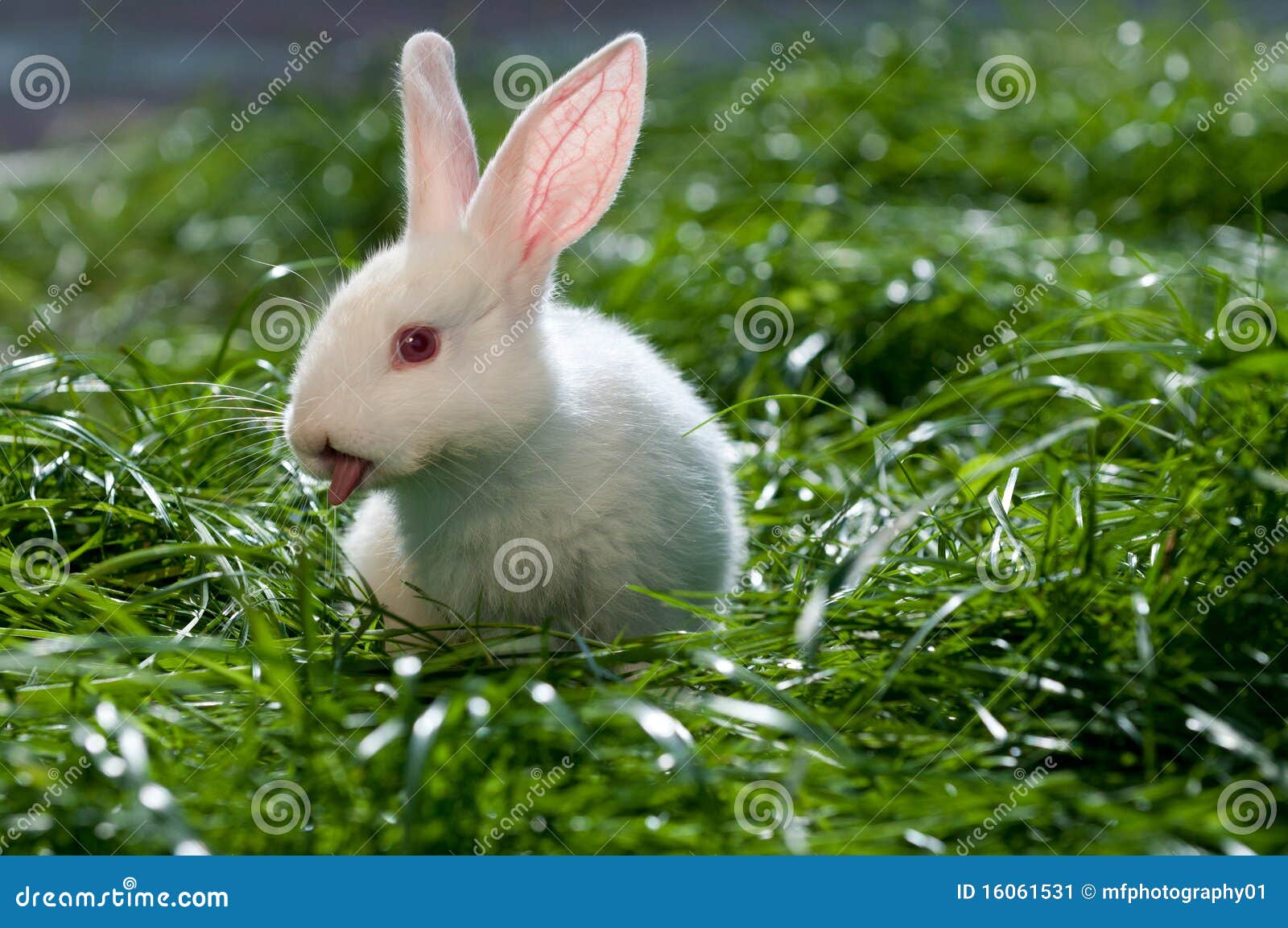 White rabbit on the grass stock image. Image of nature - 16061531