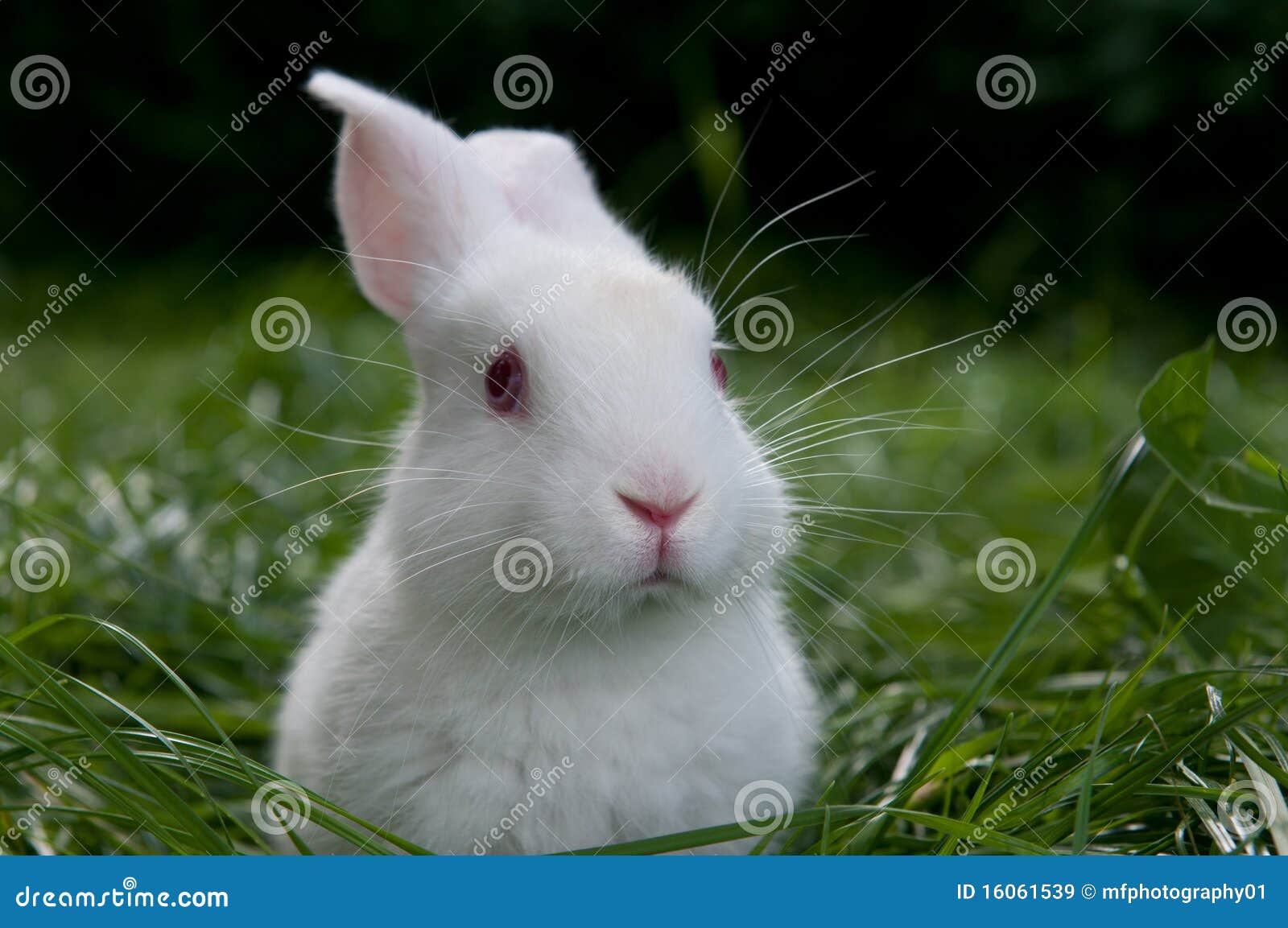 White rabbit on the grass stock image. Image of bunny - 16061539