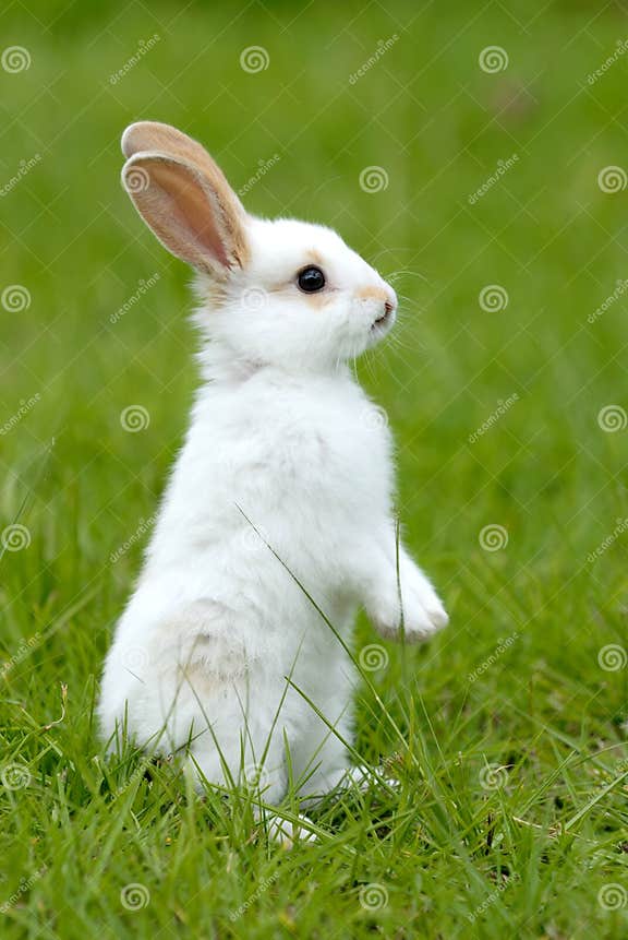 White rabbit on the grass stock image. Image of farm, bunny - 1747633