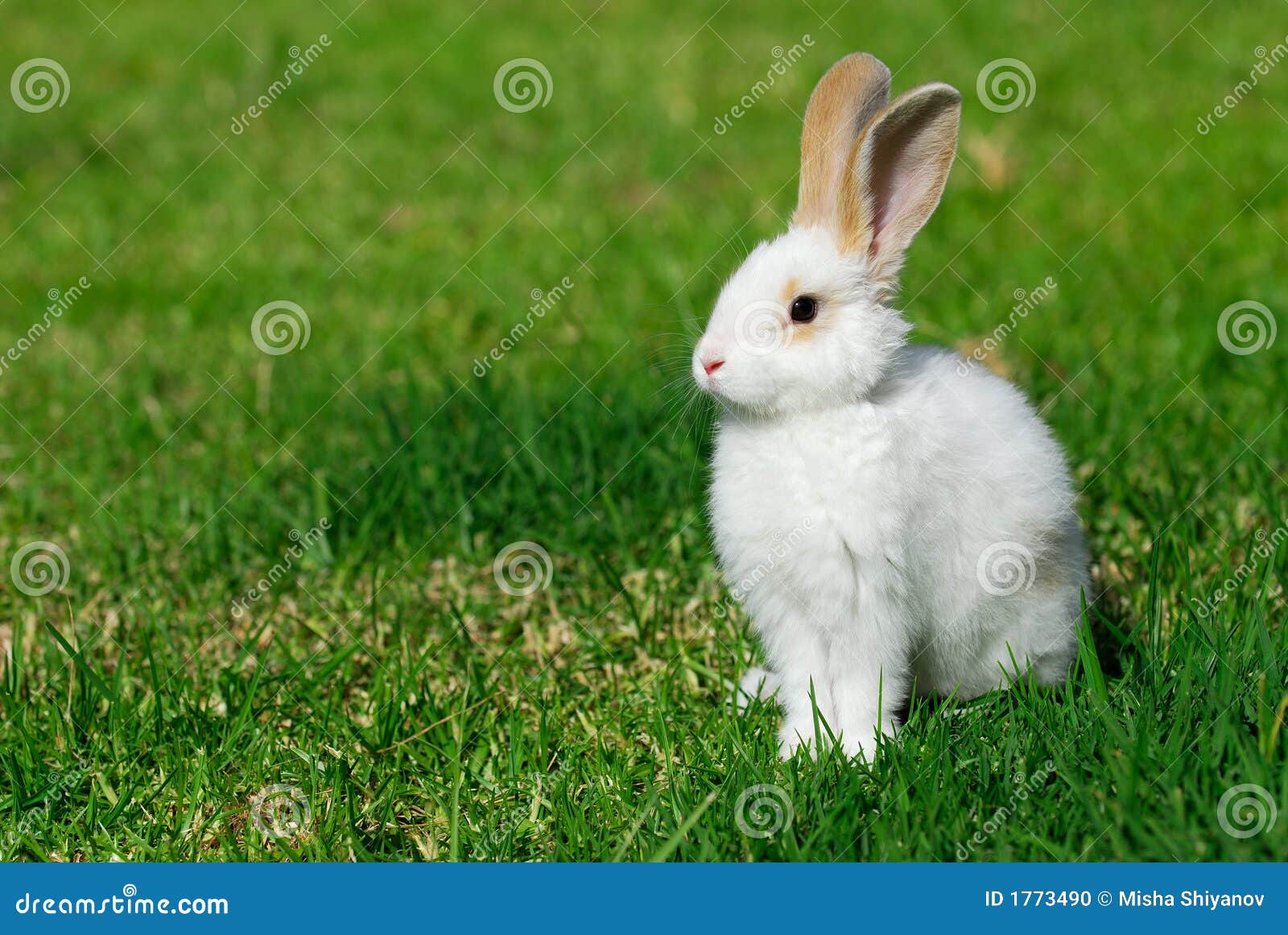 White rabbit on the grass stock photo. Image of nature - 1773490