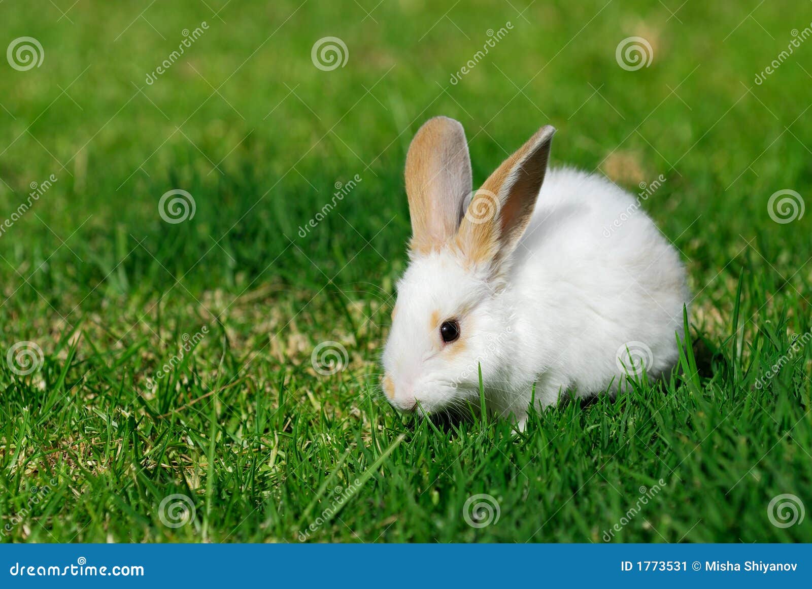 White rabbit on the grass stock image. Image of ears, white - 1773531