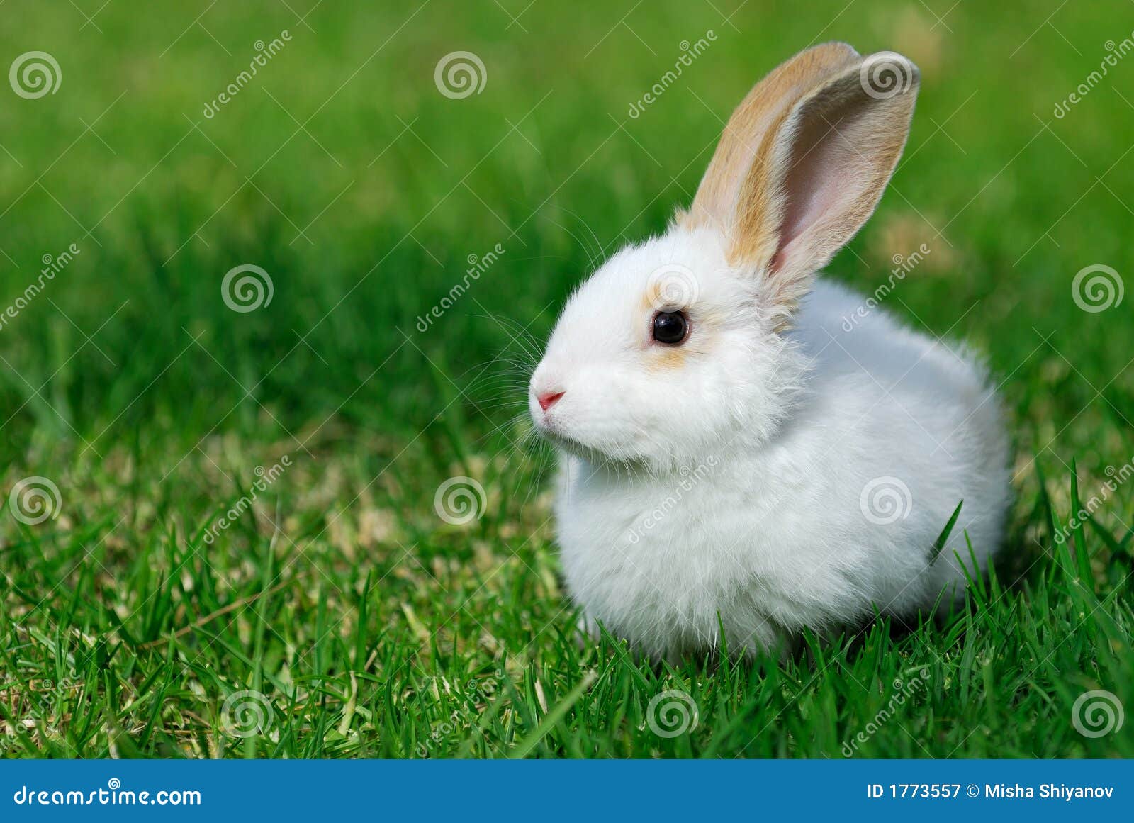 White rabbit on the grass stock image. Image of moustaches - 1773557