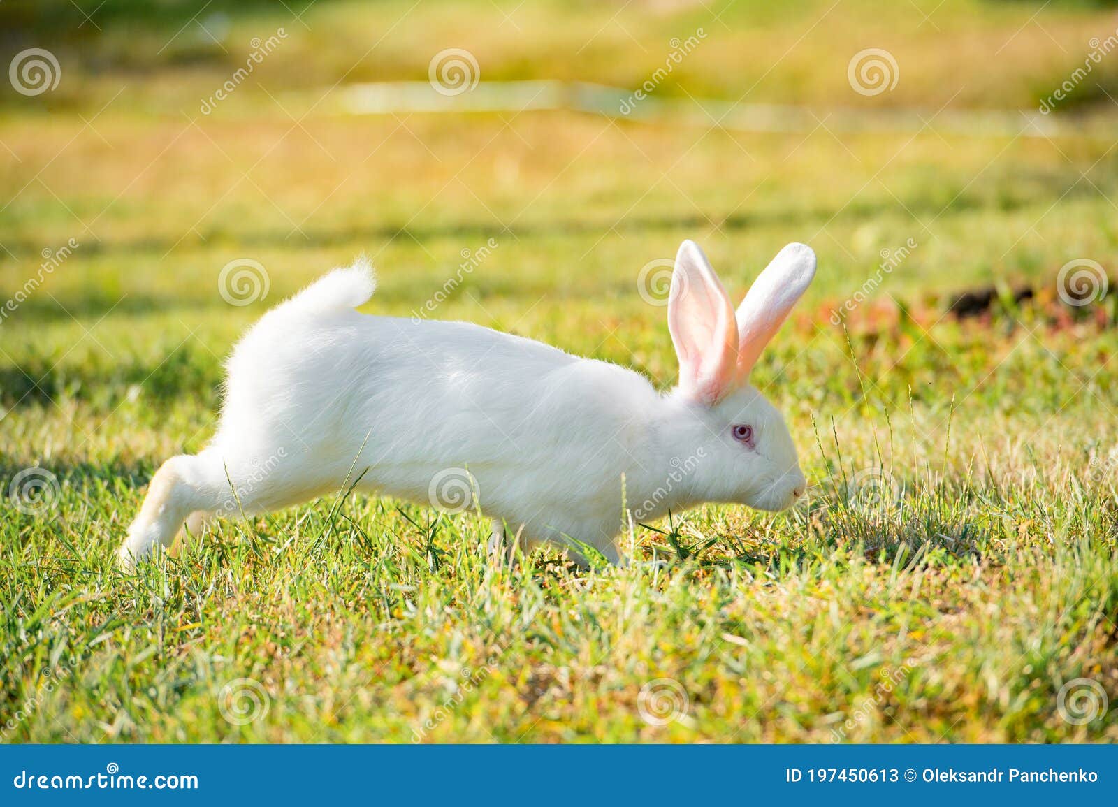 White rabbit on the grass stock image. Image of hair - 197450613