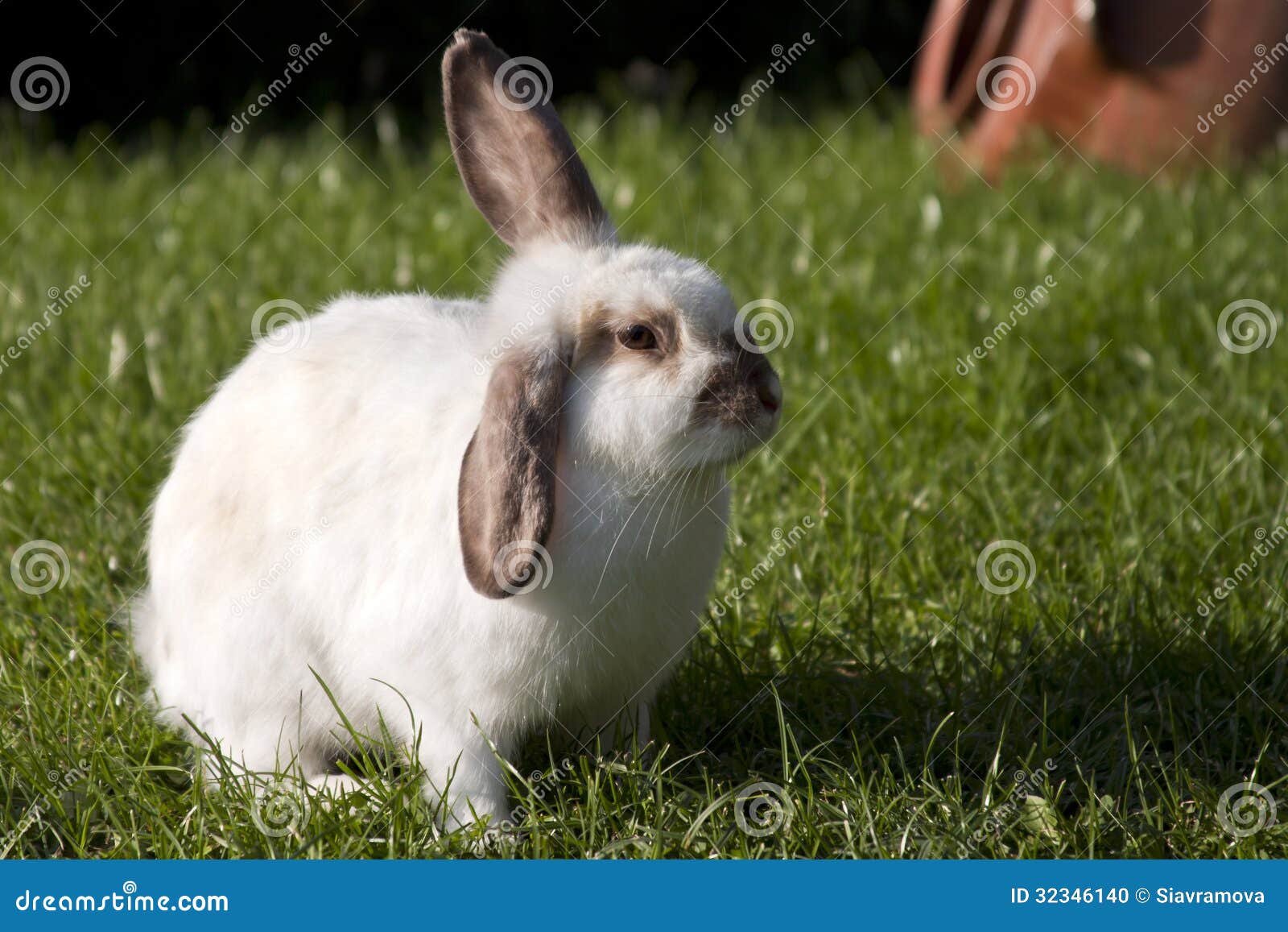White rabbit on the grass stock photo. Image of bunny - 32346140