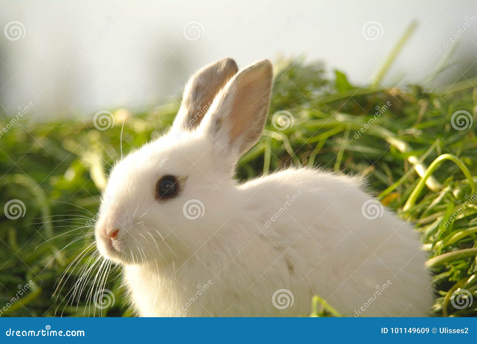 White rabbit on the grass stock image. Image of brown - 101149609