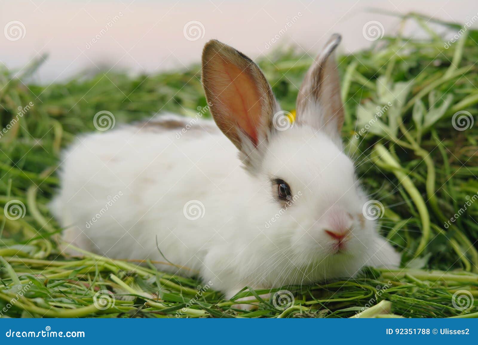 White rabbit on the grass stock photo. Image of color - 92351788