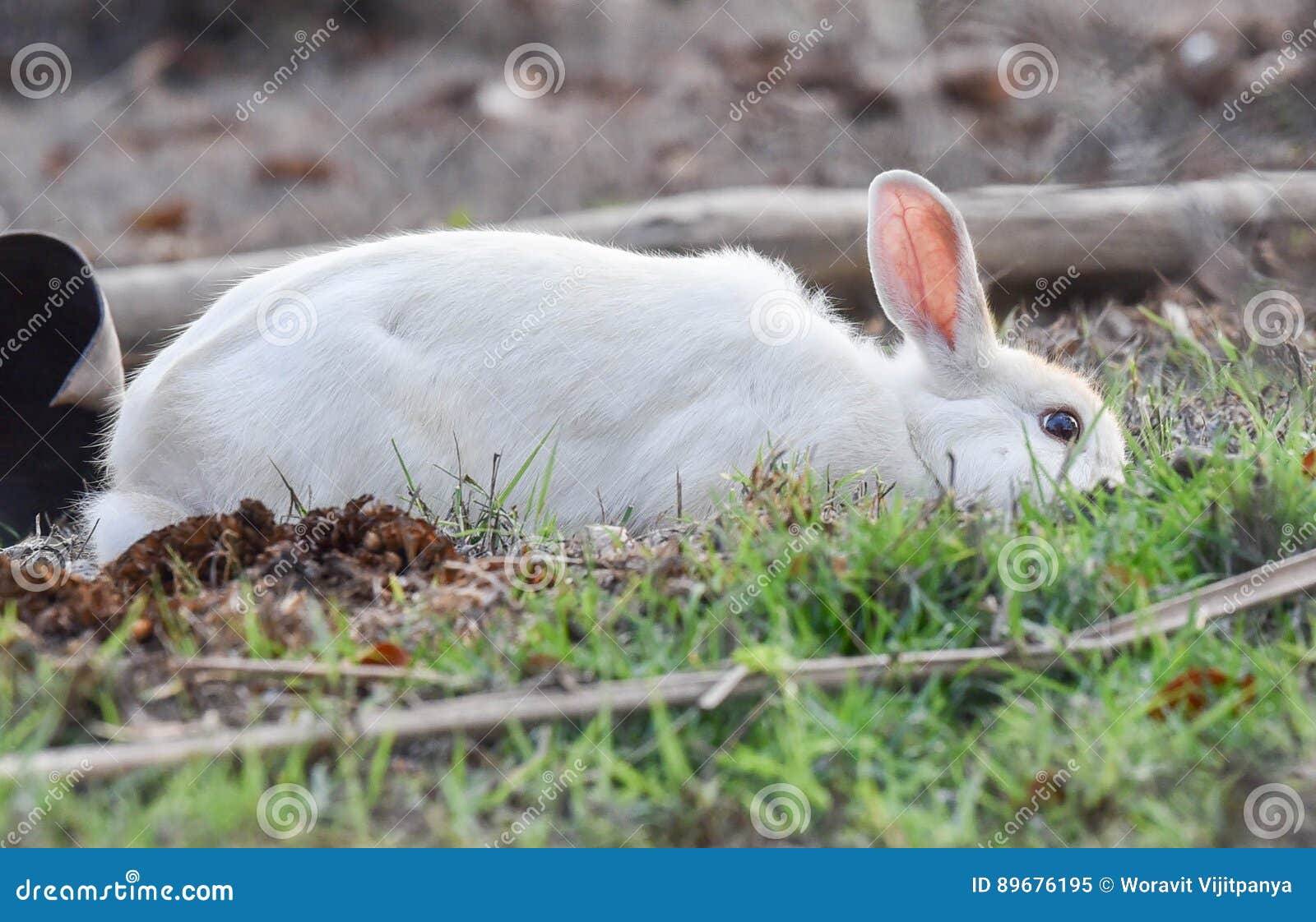 White Rabbit on grass stock image. Image of grass, outside - 89676195