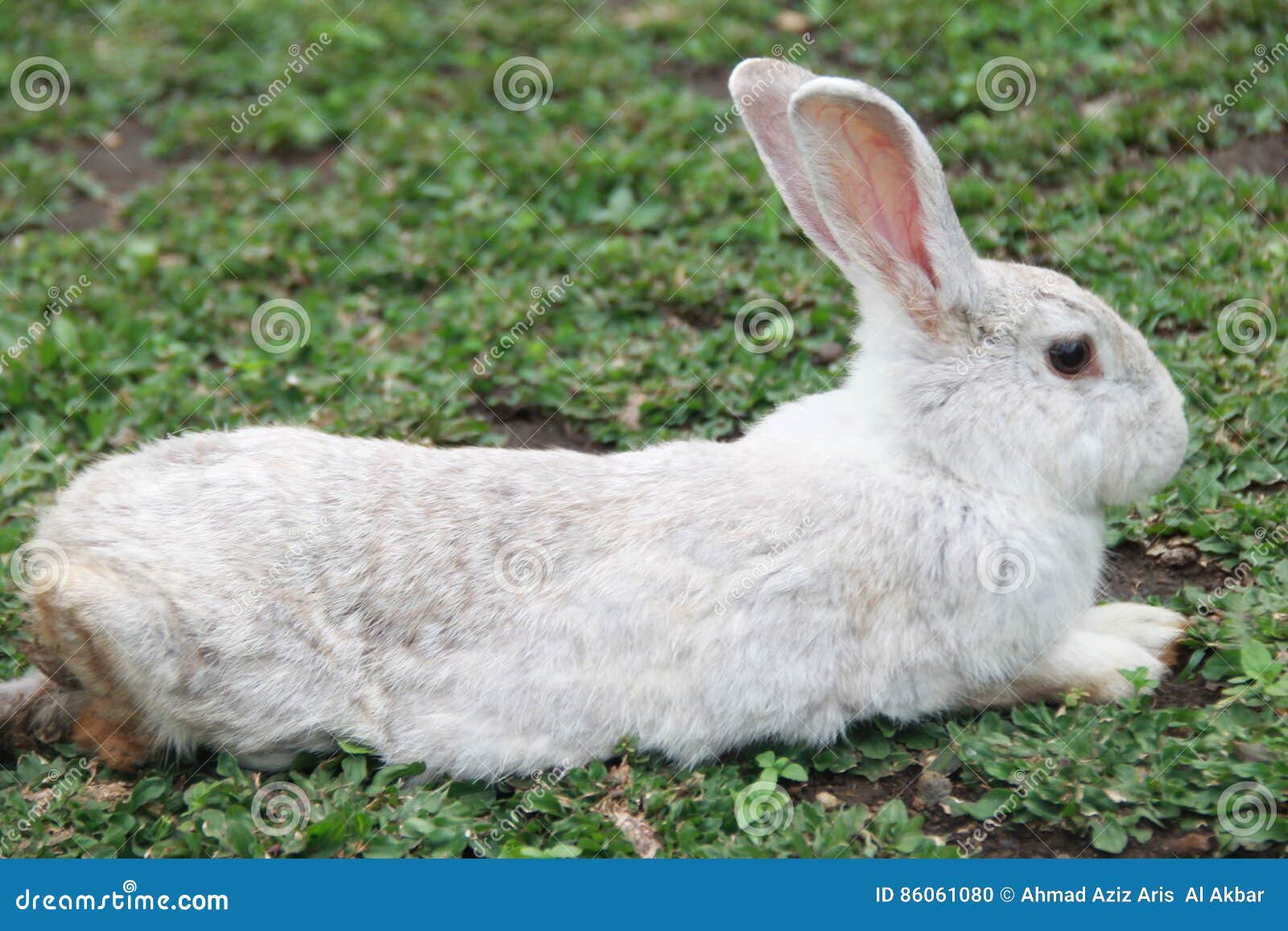 White rabbit on the grass stock photo. Image of ears - 86061080