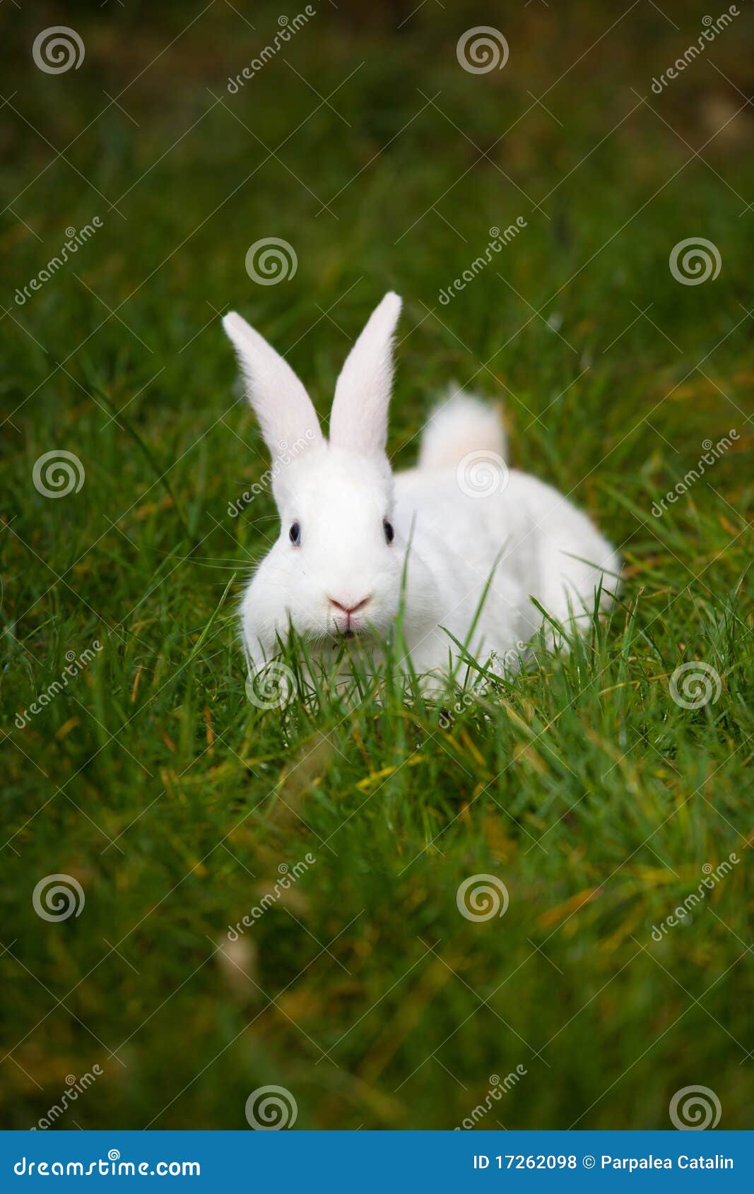 White Rabbit on Grass Outdoor Stock Photo - Image of sitting, sweet ...