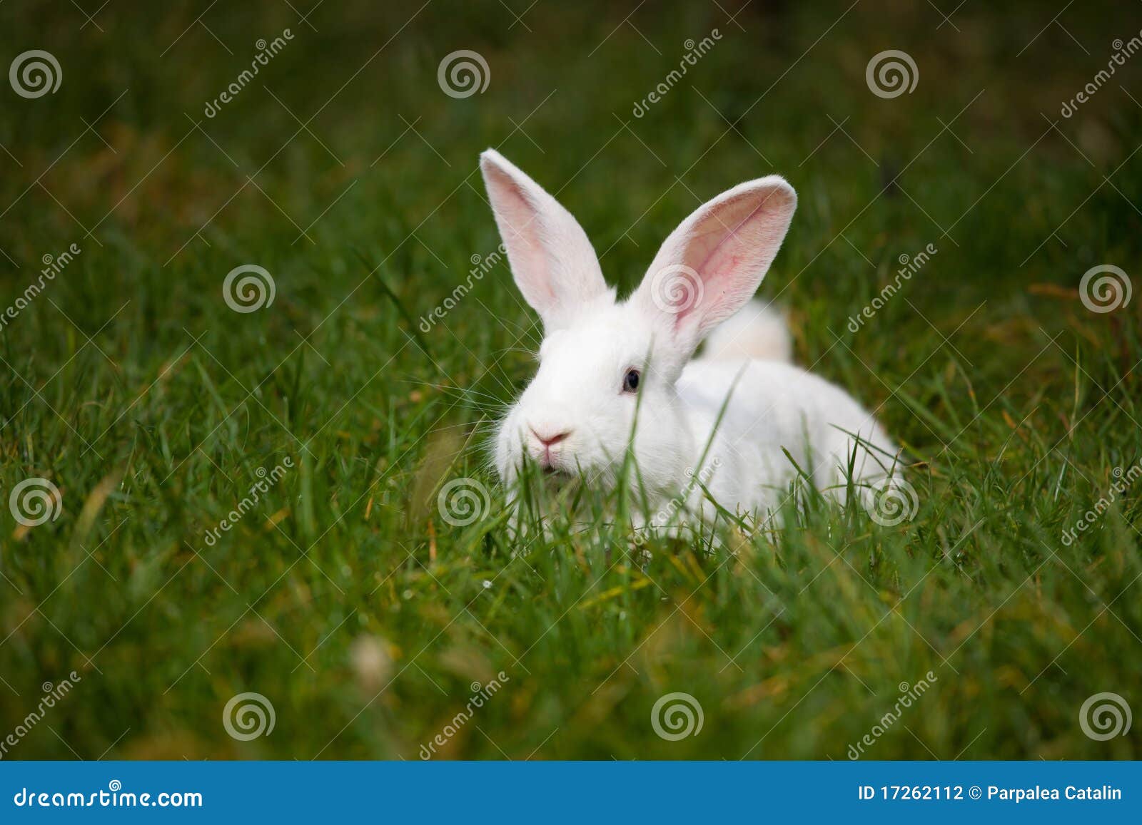 White Rabbit on Grass Outdoor Stock Photo - Image of easter, pretty ...