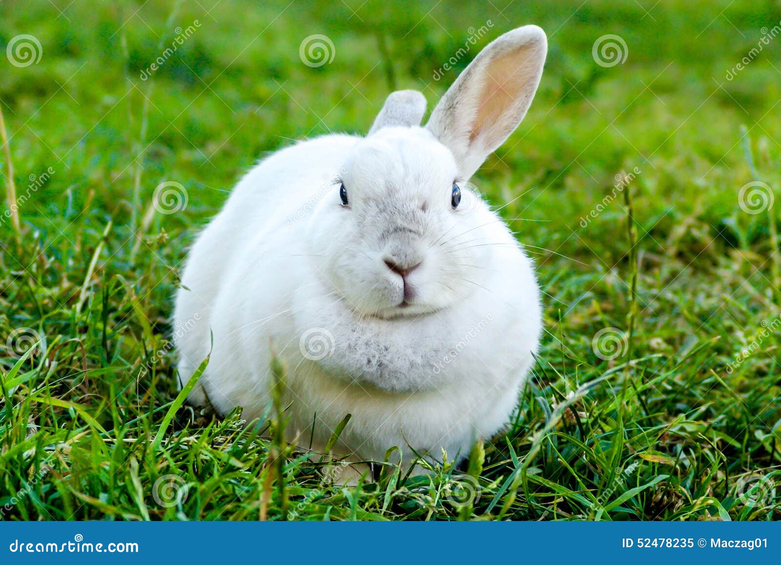 White rabbit on the grass stock image. Image of animal - 52478235