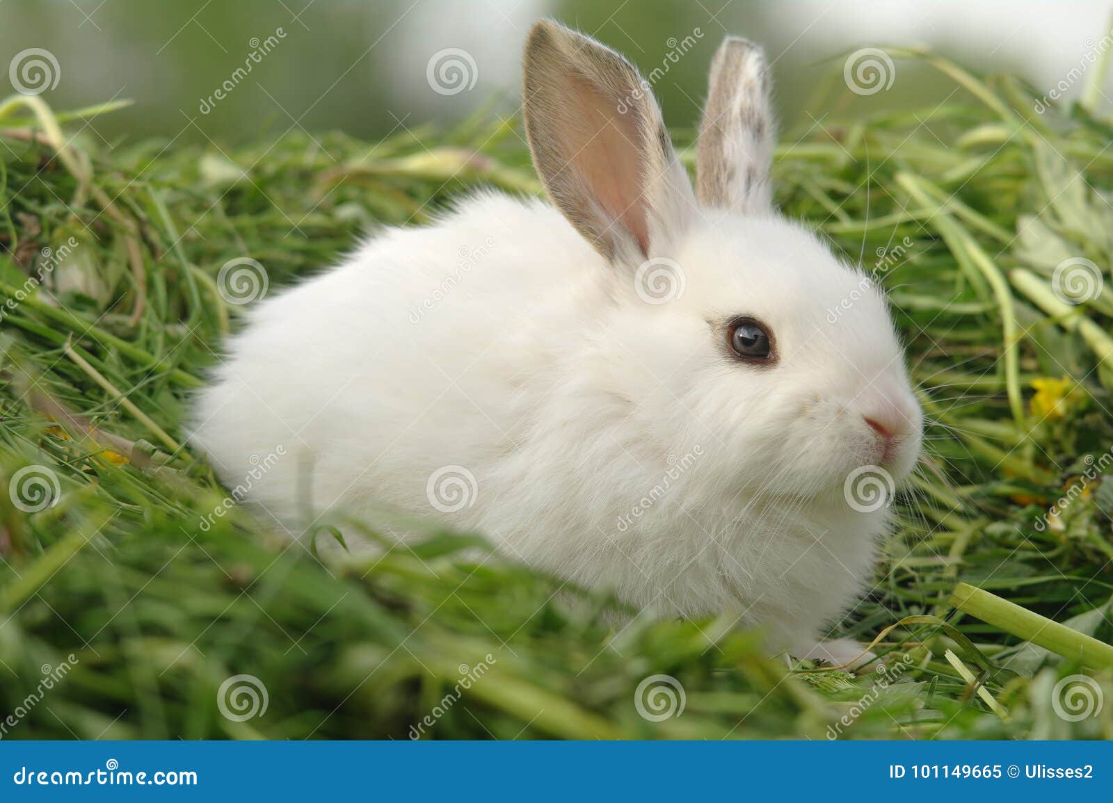 White rabbit on the grass stock image. Image of bunny - 101149665
