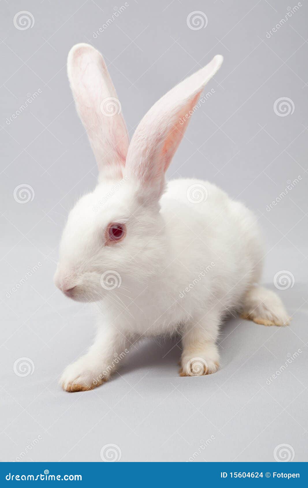 White Rabbit With A Gray Background Stock Photo - Image of mammal ...