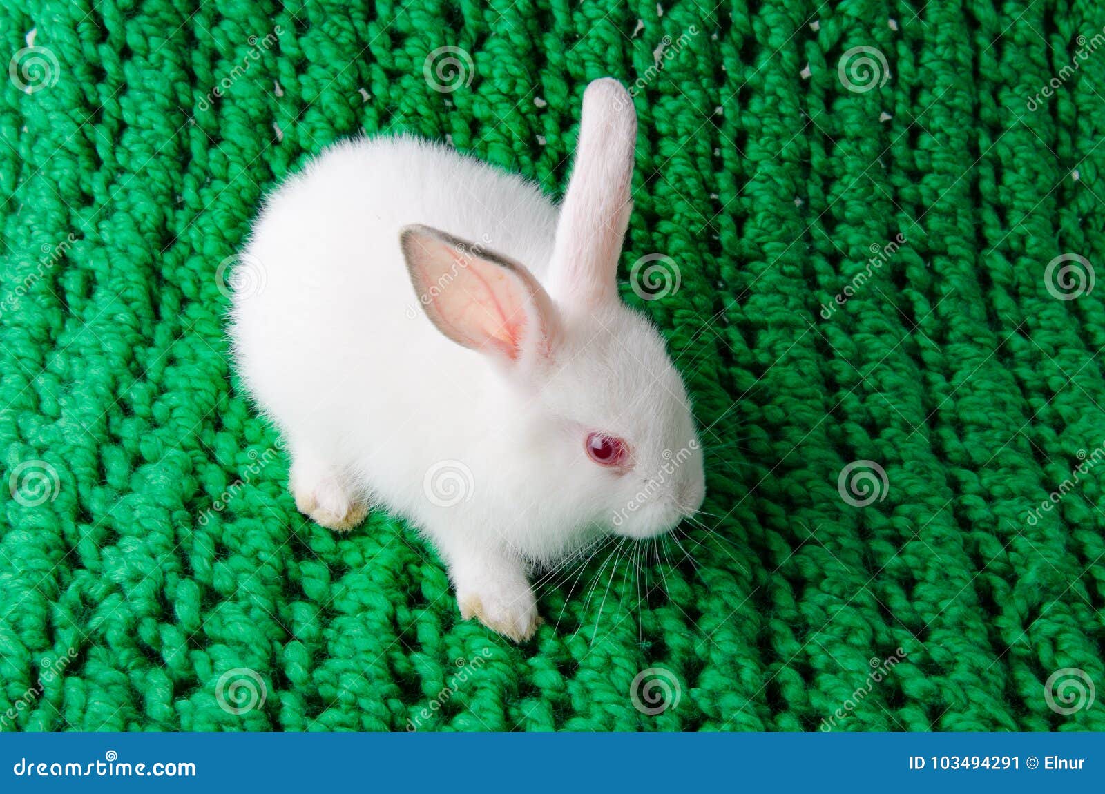 The White Rabbit on Green Background Stock Image - Image of sweet, hare ...