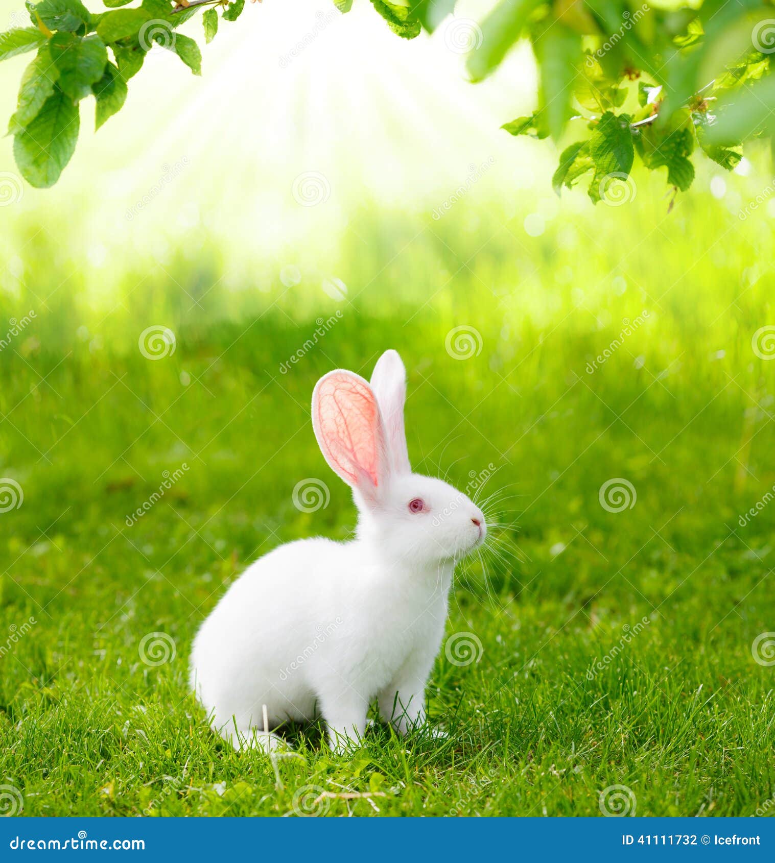 White rabbit stock photo. Image of white, rabbit, summer - 41111732