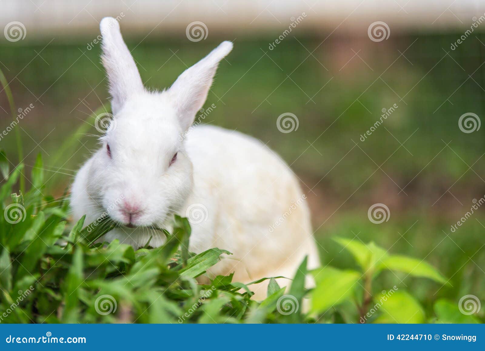 White Rabbit on Green Grass Stock Photo - Image of nature, farm: 42244710