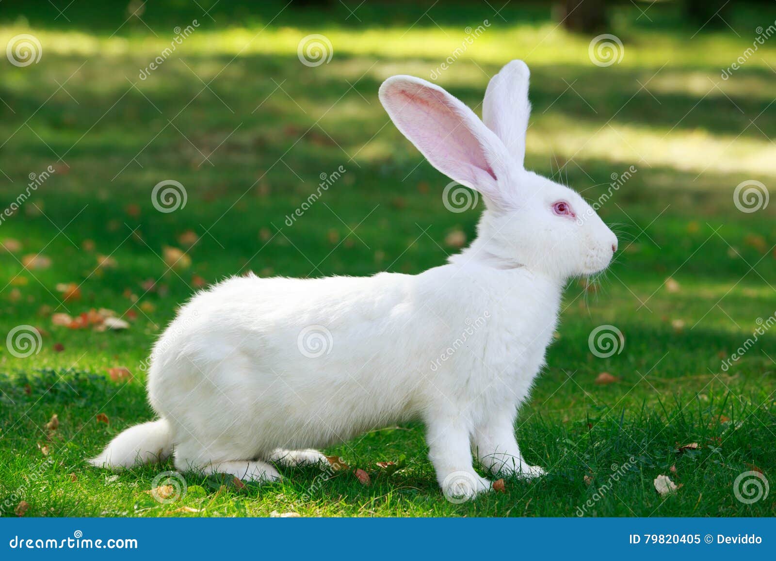The white rabbit stock image. Image of field, cute, lawn - 79820405