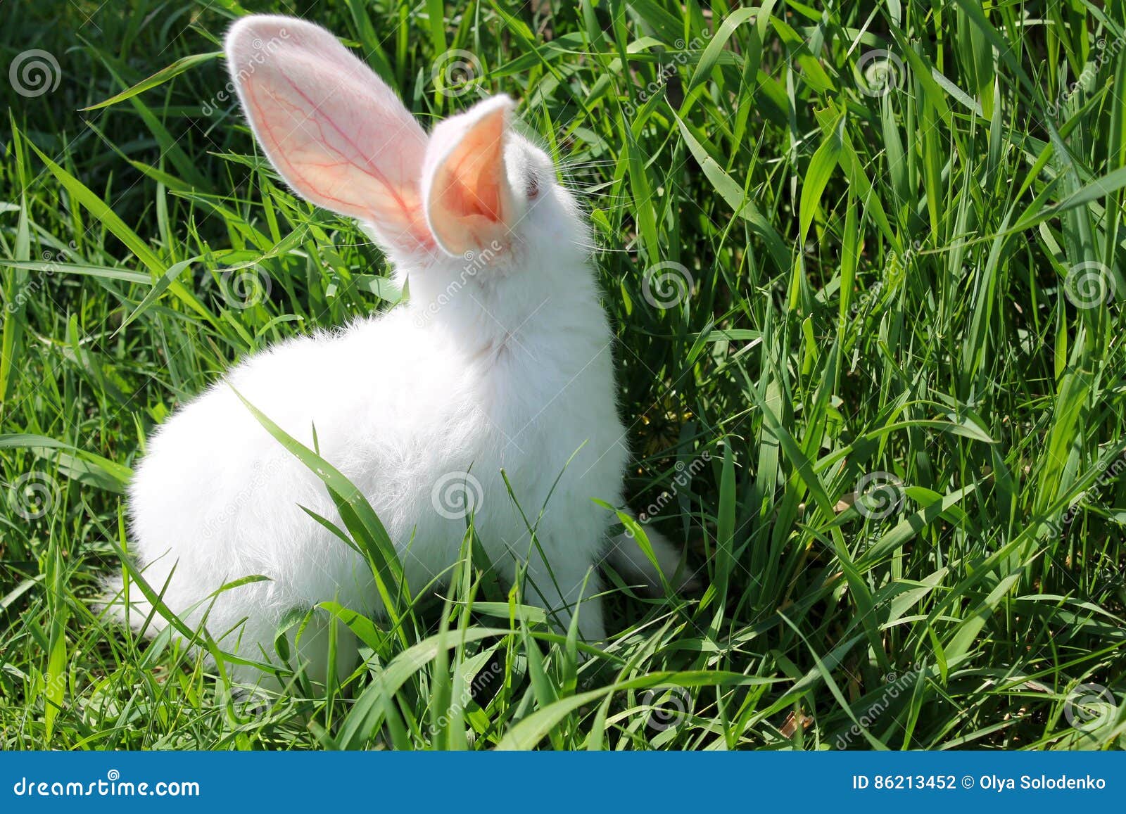 White Rabbit in Green Grass Stock Photo - Image of easter, charm: 86213452