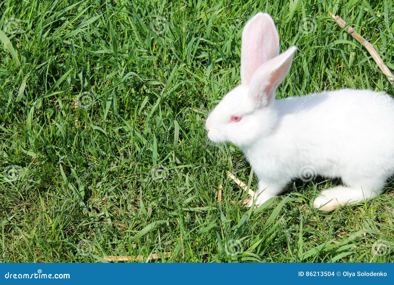 White Rabbit in Green Grass Stock Photo - Image of friendly, beautiful ...