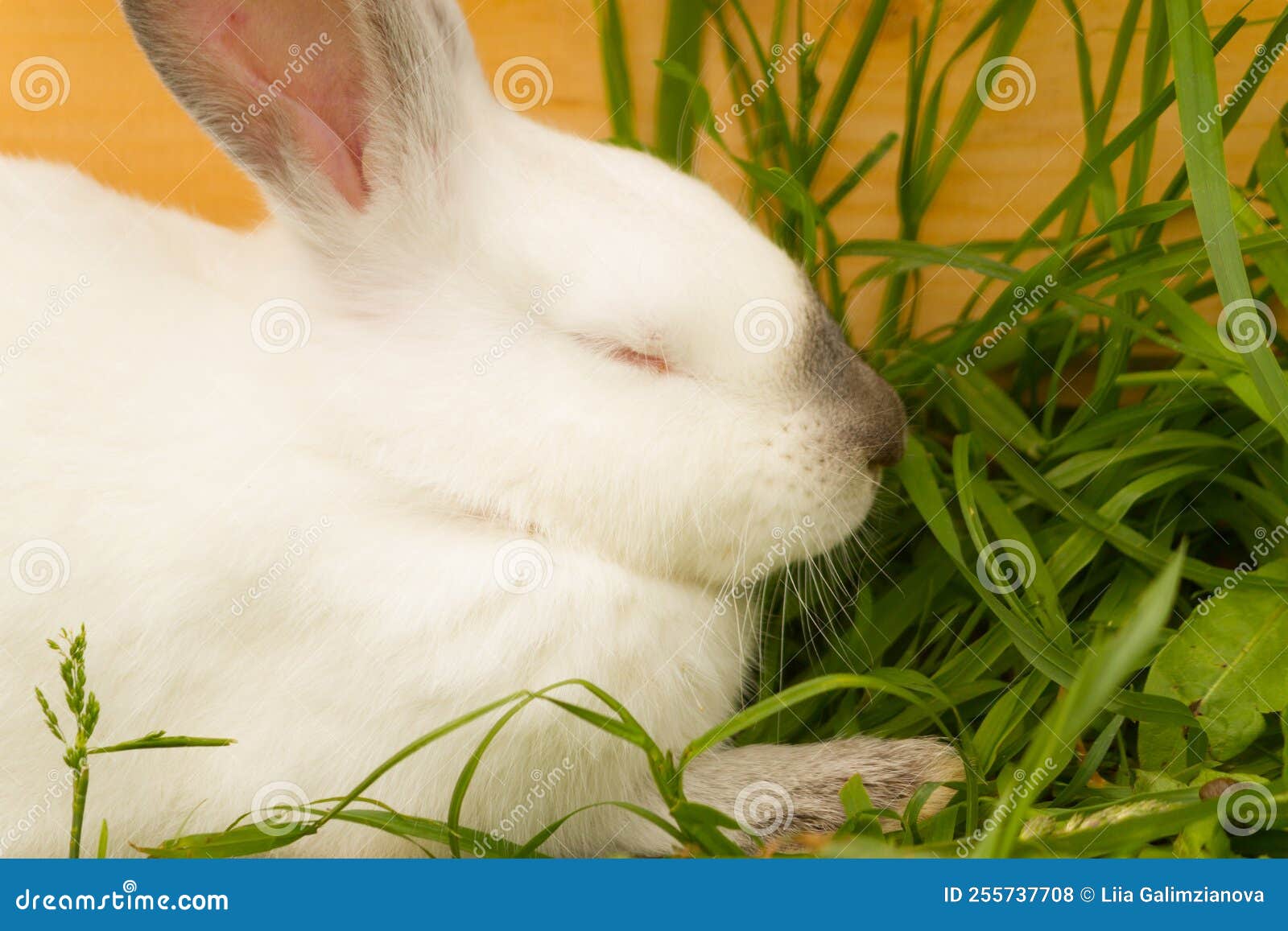 White Rabbit on Green Grass Stock Photo - Image of mammal, domestic ...