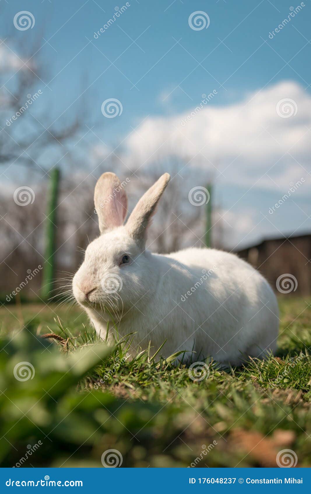 White Rabbit in the Green Grass Stock Image - Image of domestic, farm ...