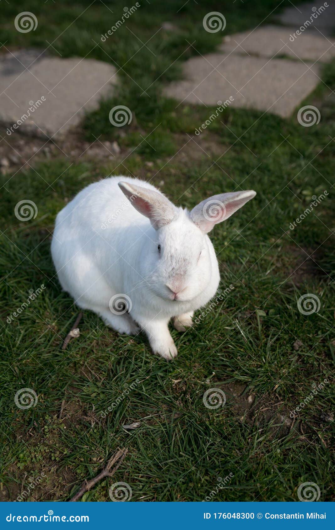 White Rabbit in the Green Grass Stock Photo - Image of lying, funny ...