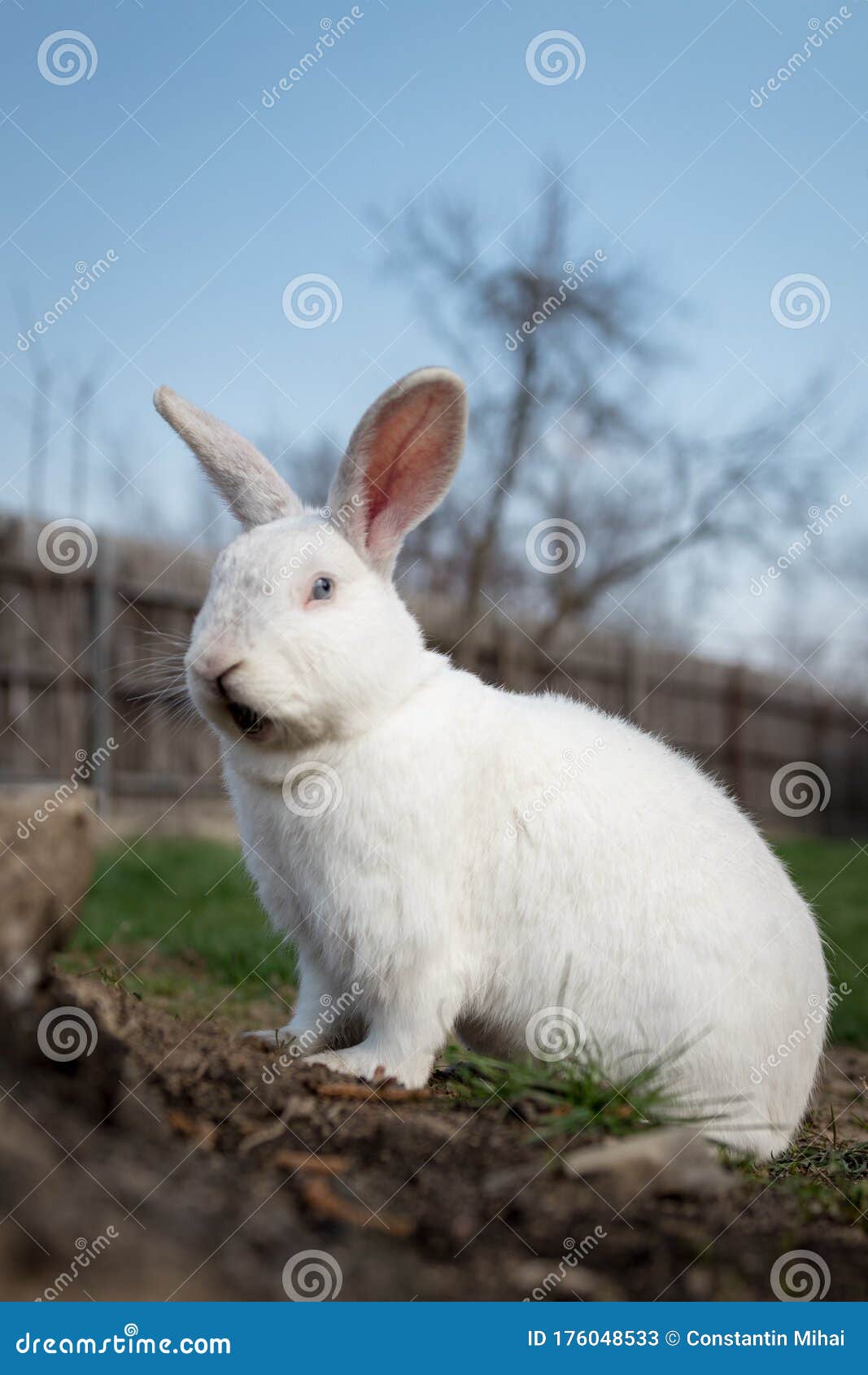 White Rabbit in the Green Grass Stock Image - Image of baby, ears ...