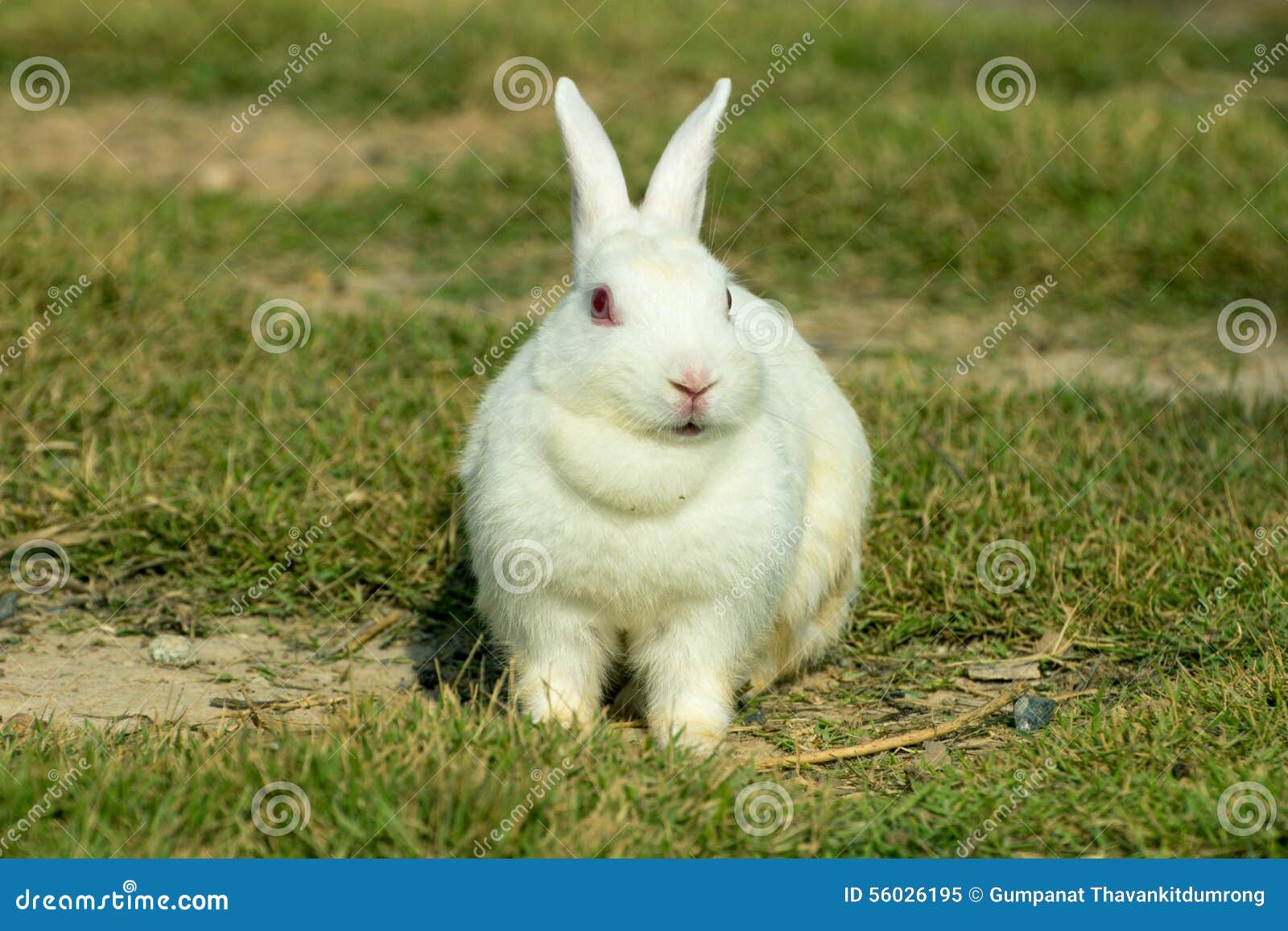 White Rabbit in a Green Grass Stock Image - Image of furry, alive: 56026195