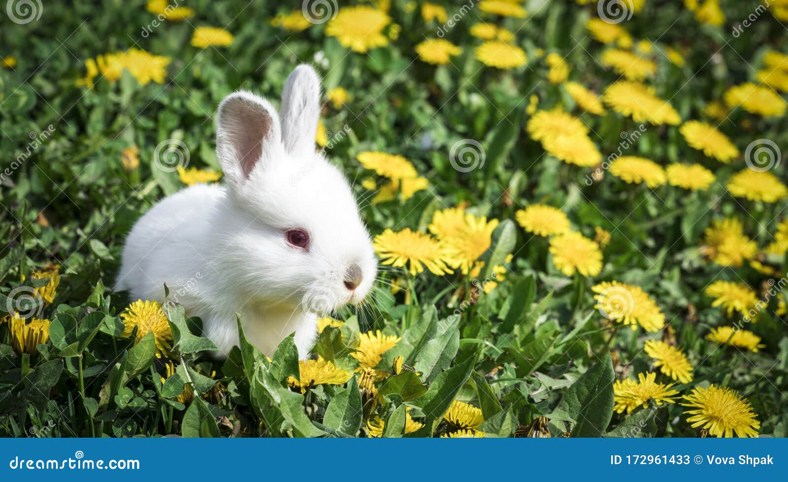 White Rabbit in Green Grass with Flowers Stock Image - Image of white ...