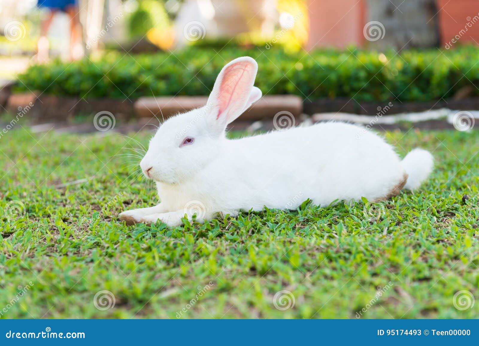 White Rabbit on Green Grass Stock Image - Image of domestic, spring ...