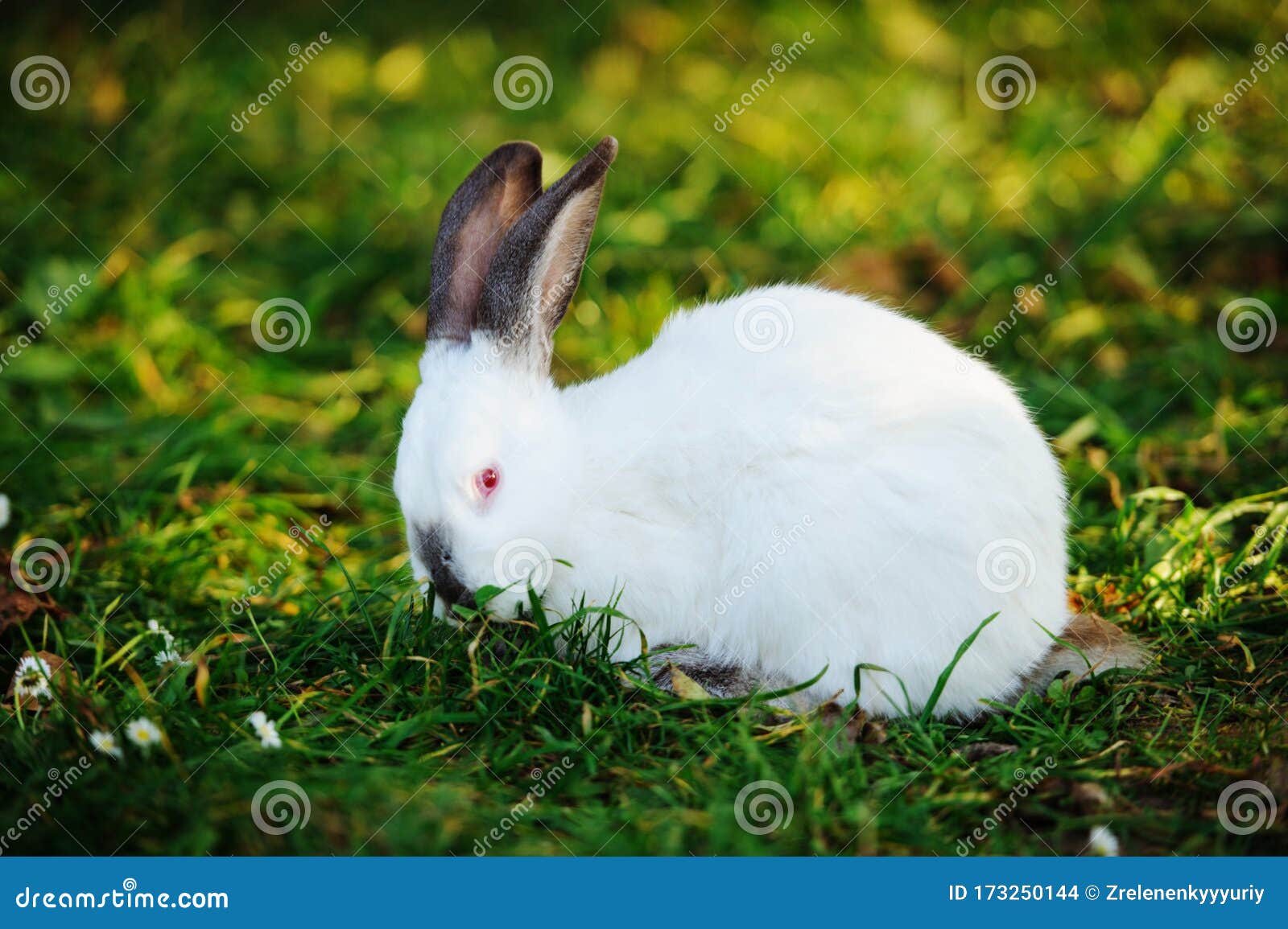 White Rabbit on a Green Grass Stock Photo - Image of outdoor, playful ...