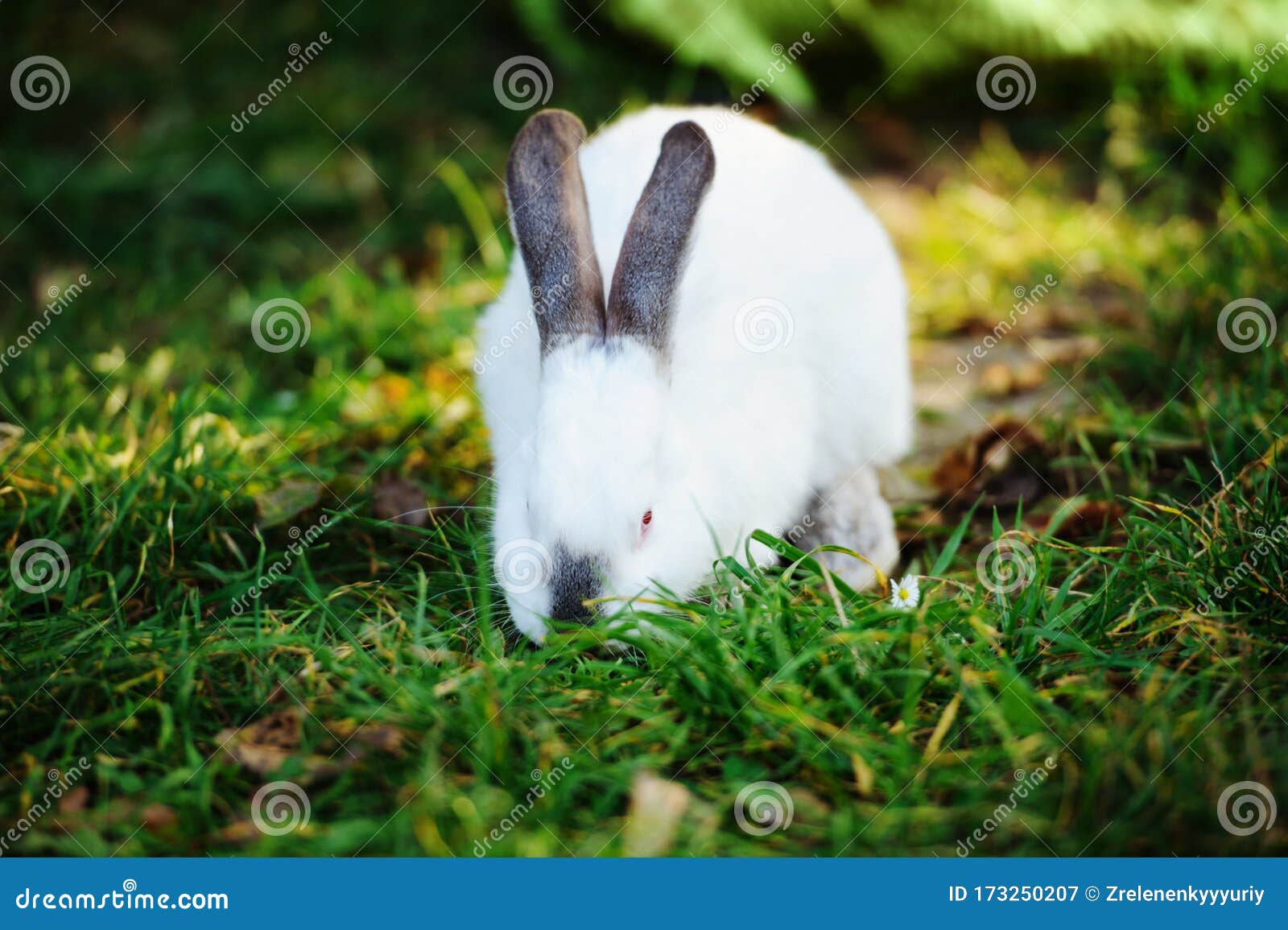 White Rabbit on a Green Grass Stock Image - Image of fluffy, cute ...