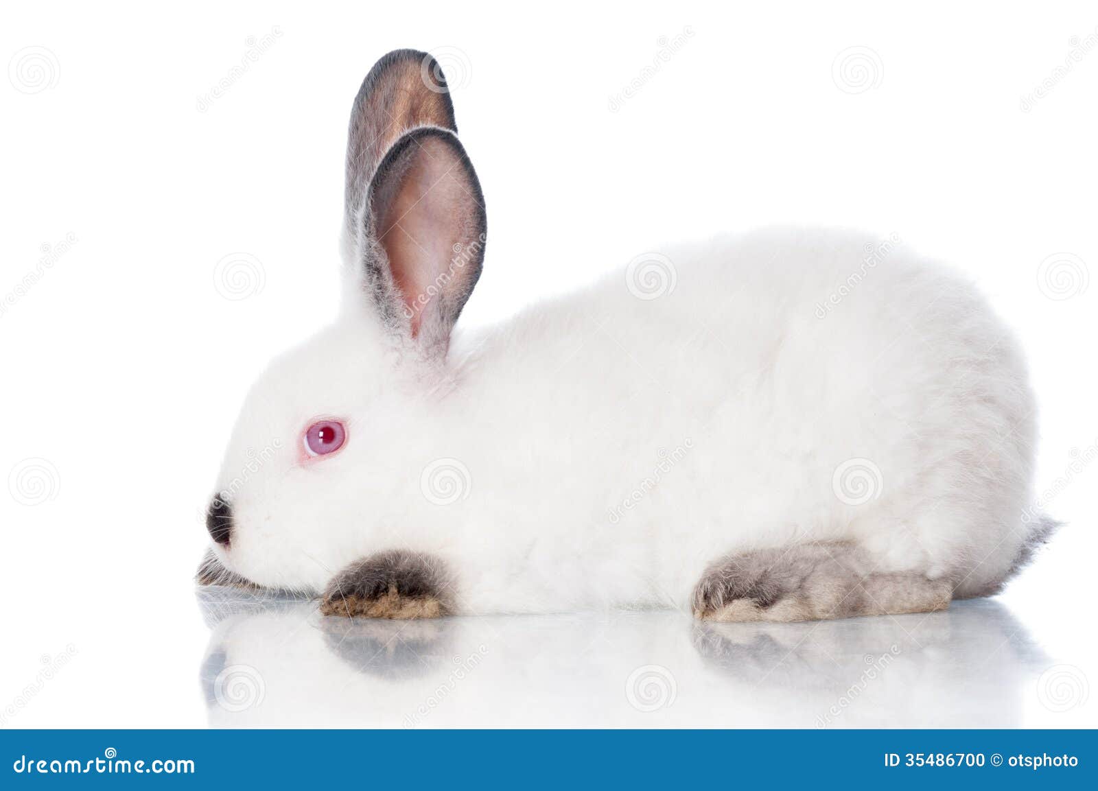 White Rabbit with Grey Ears Stock Photo - Image of animals, eyes: 35486700