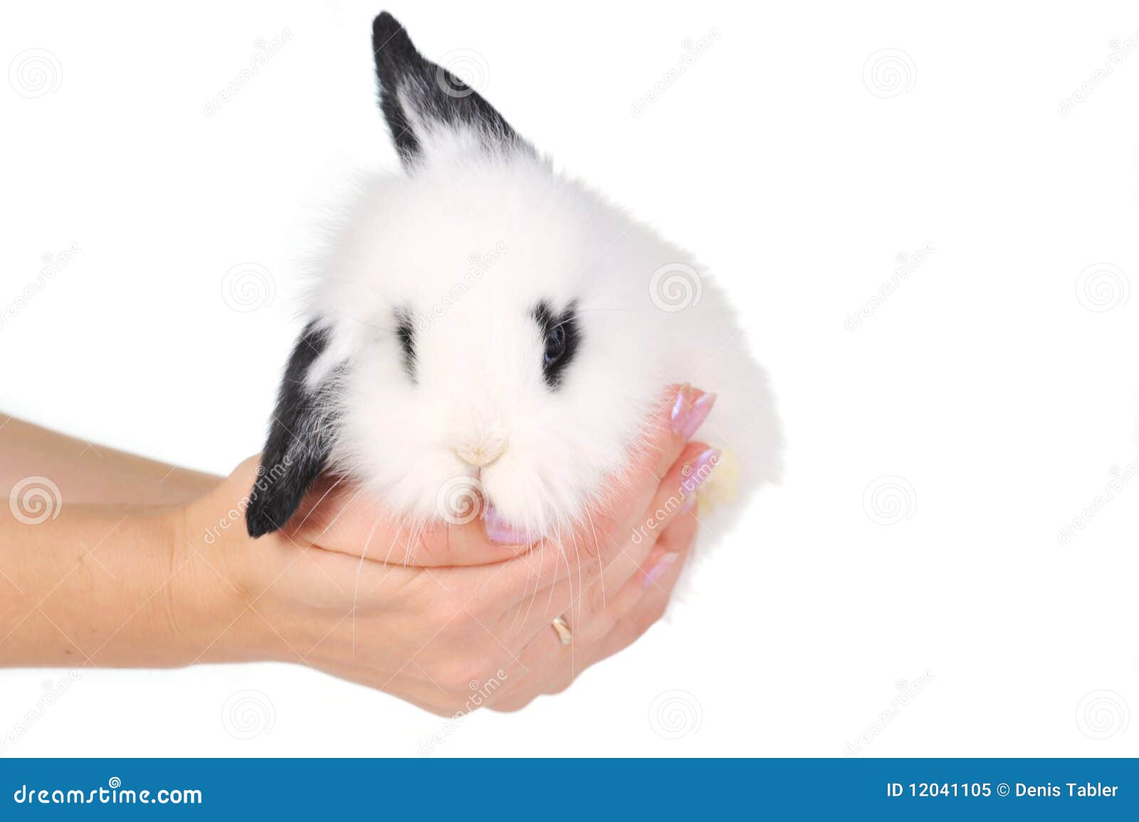 White rabbit in hands stock image. Image of looking, portrait - 12041105