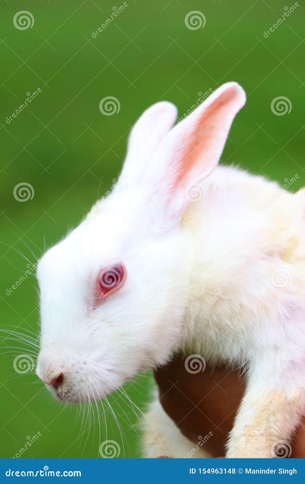 White rabbit in the hands. stock photo. Image of eyes - 154963148