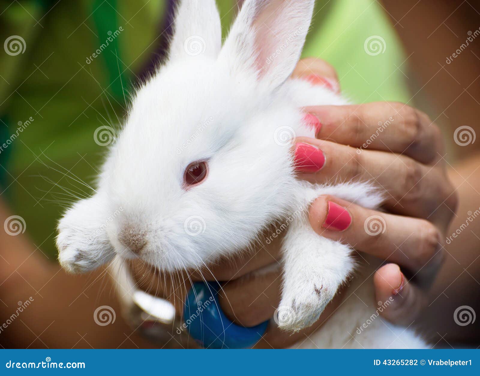 White rabbit in hands stock photo. Image of hold, looking - 43265282