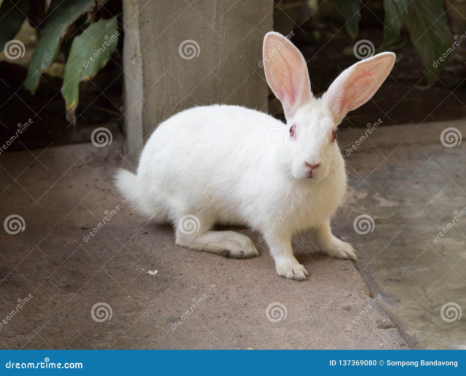 White Rabbit with Happy Feeling. Stock Photo - Image of eggs, flower ...