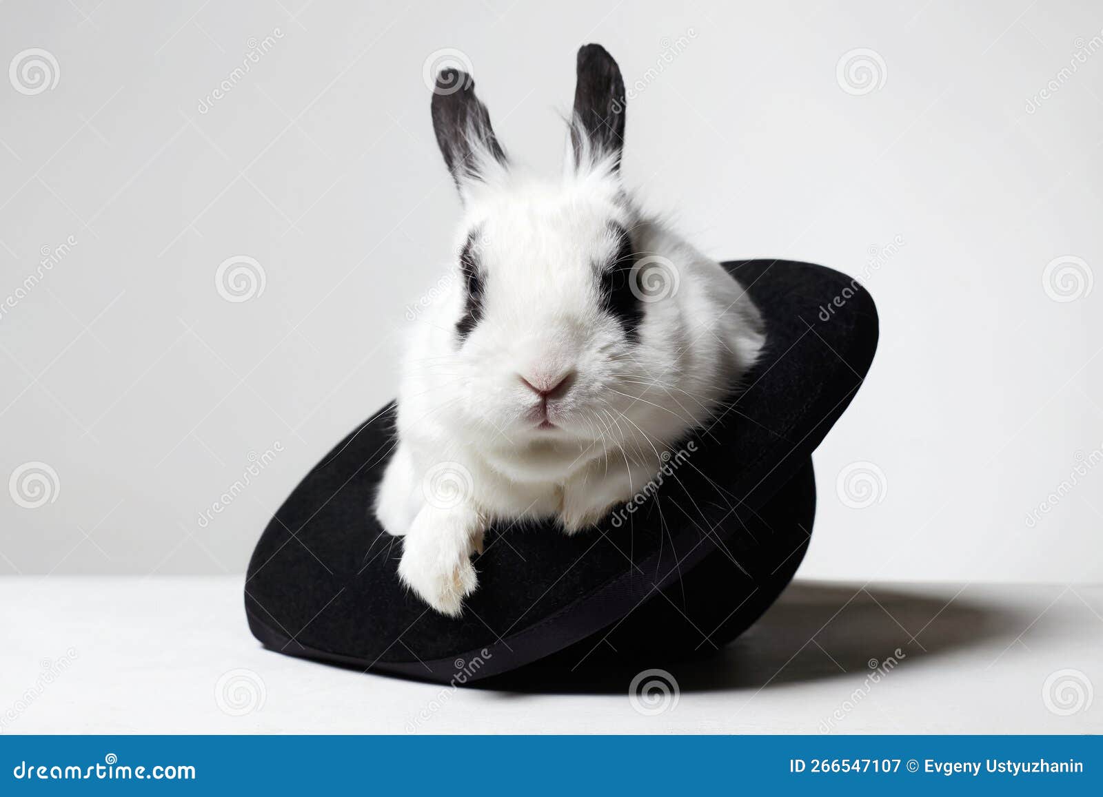 White Rabbit in Hat. Funny Easter Bunny Stock Image - Image of house ...