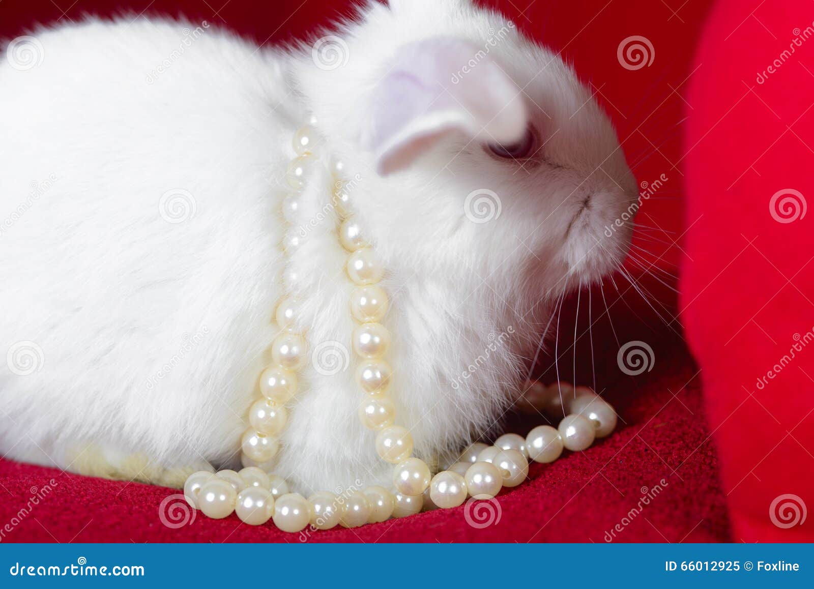White Rabbit and Heart White Pearls Stock Image - Image of horizontal ...