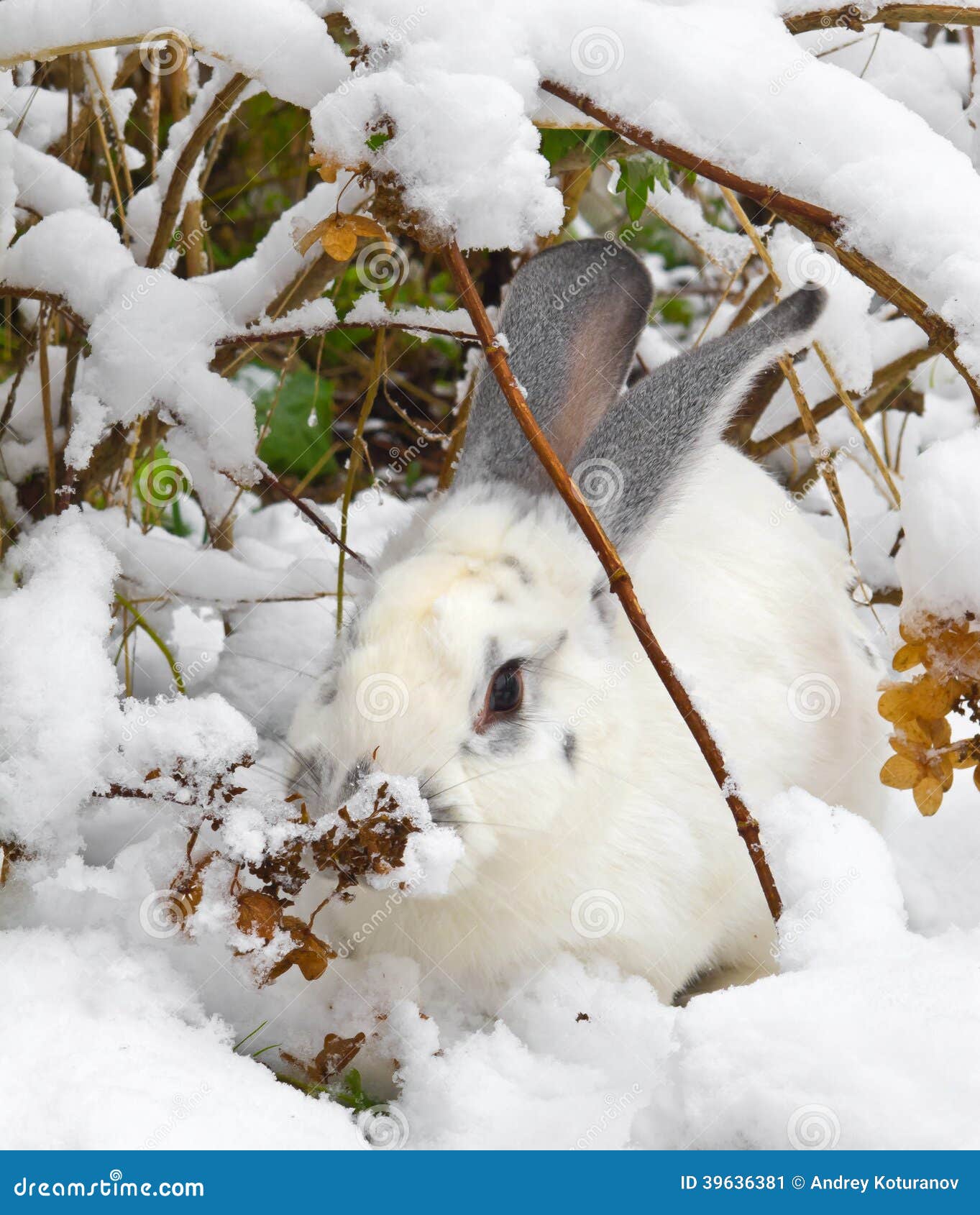 White rabbit stock image. Image of plant, camouflage - 39636381