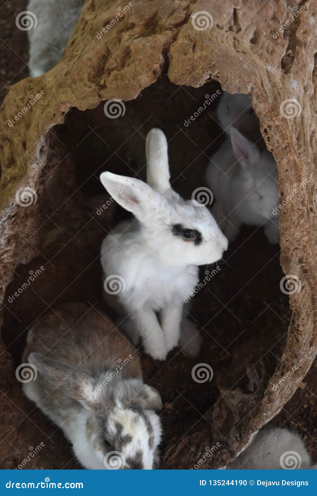 White Rabbit on His Hind Legs in a Log Stock Photo - Image of easter ...