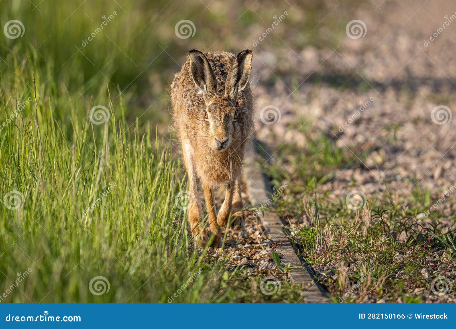 A Rabbit Walking on a Path through the Grass in the Sun Stock Photo ...