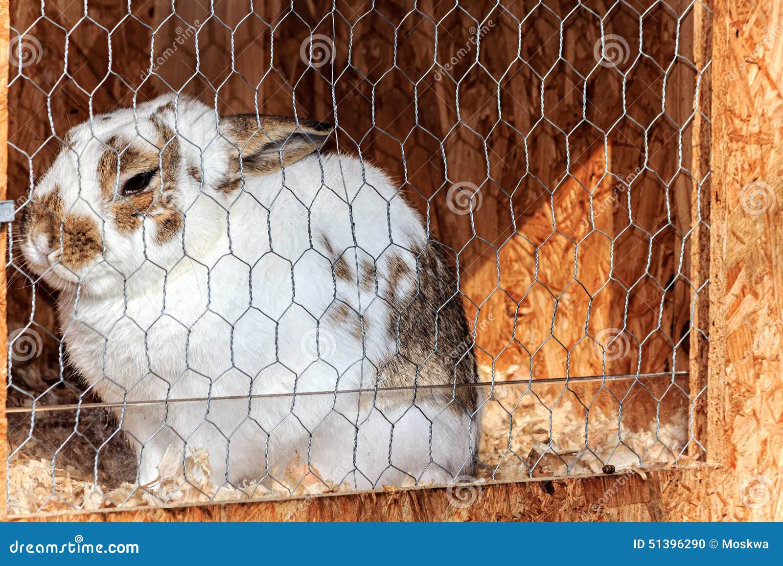 White rabbit in the hutch stock photo. Image of brown - 51396290