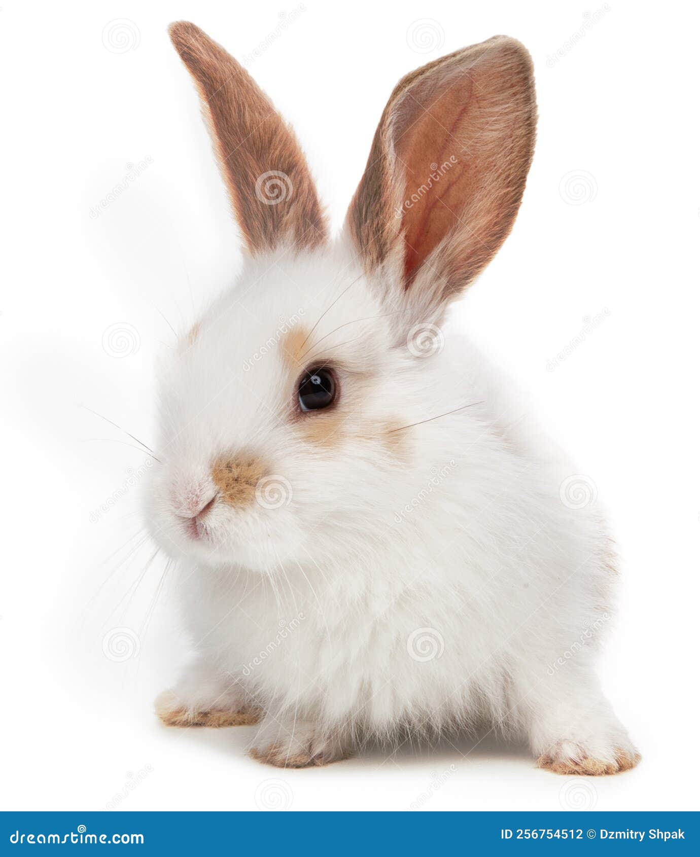 White Rabbit Isolated on a White Background Stock Photo - Image of ...