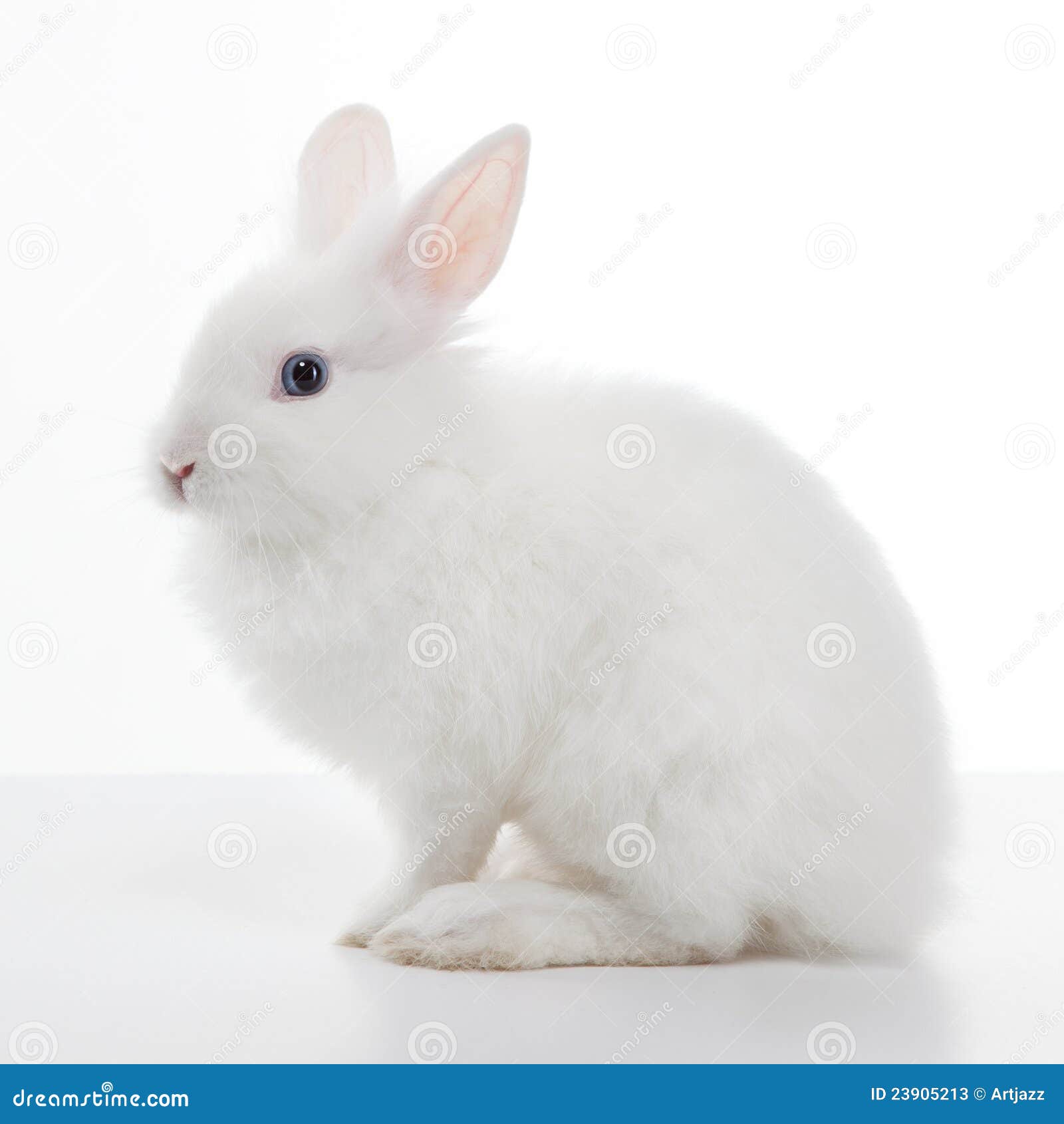 White Rabbit Isolated On White Stock Photos - Image: 23905213