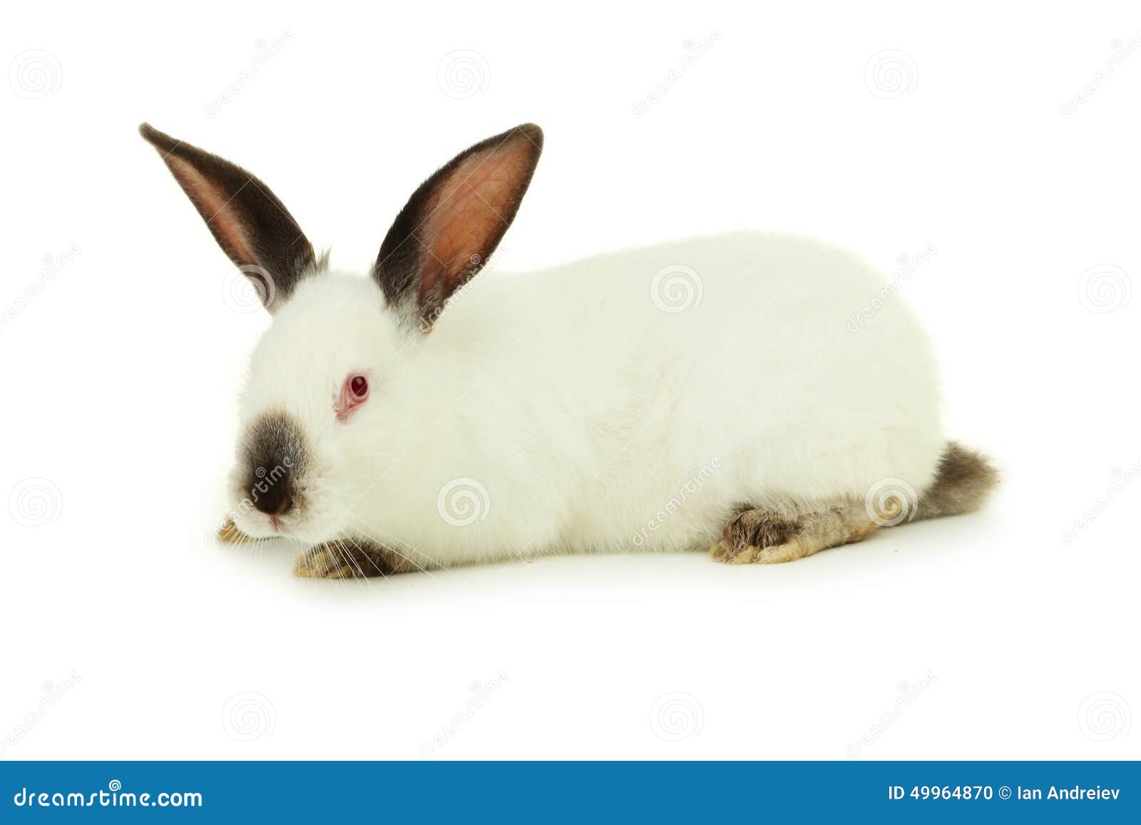 White Rabbit Isolated on a White Stock Photo - Image of grey, watching ...