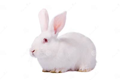White Rabbit Isolated on White Stock Photo - Image of animal, tame: 8386462