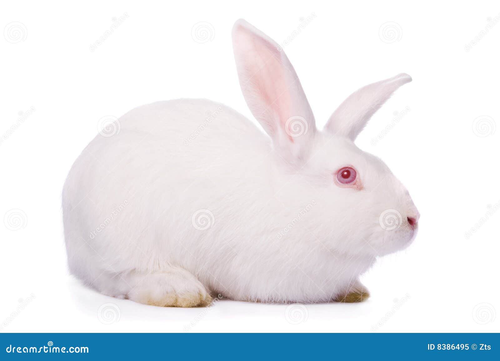 White Rabbit Isolated on White Stock Image - Image of pretty, sitting ...